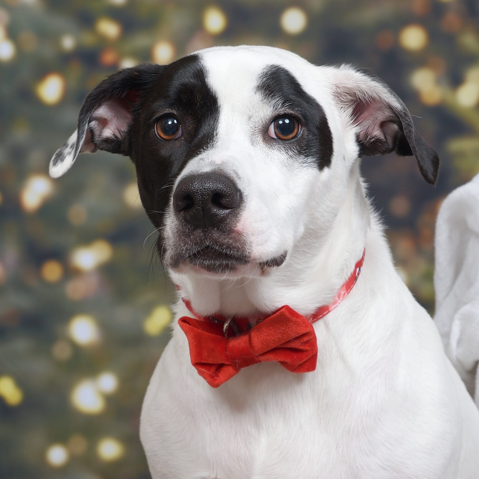 Current Members – Energy Transport Lab